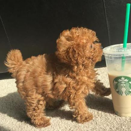 Coco - Poodle | ROLLYPUPS OFFICIAL