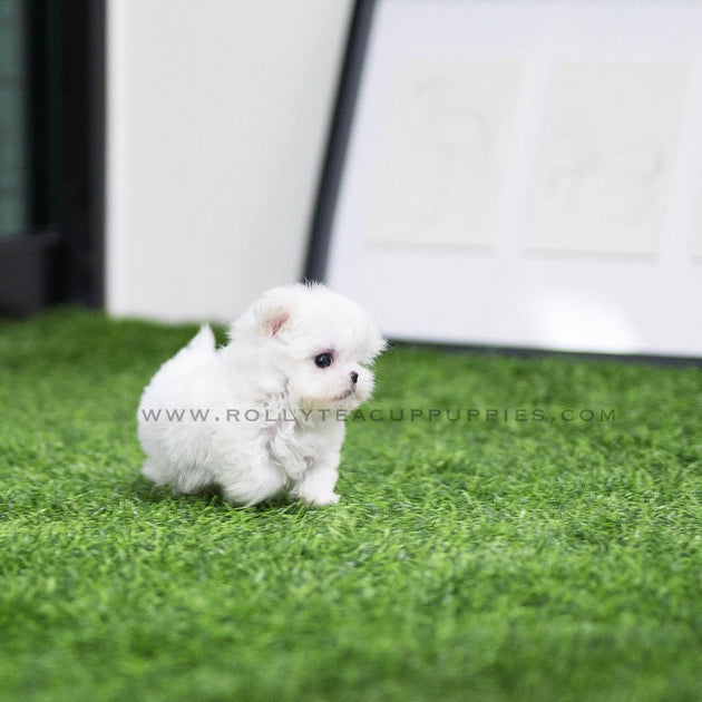 Ray - Maltese | ROLLYPUPS OFFICIAL