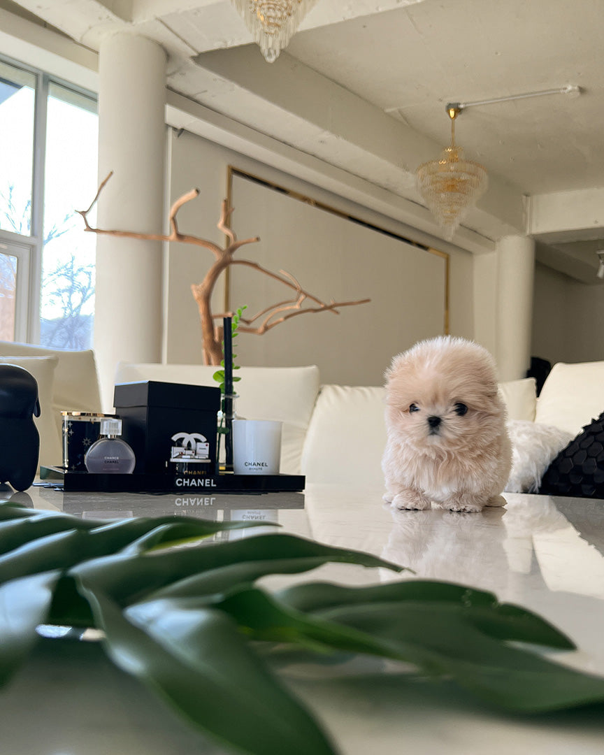 AUSTIN - MALE (PURCHASED by ALEXIA) | ROLLYPUPS OFFICIAL