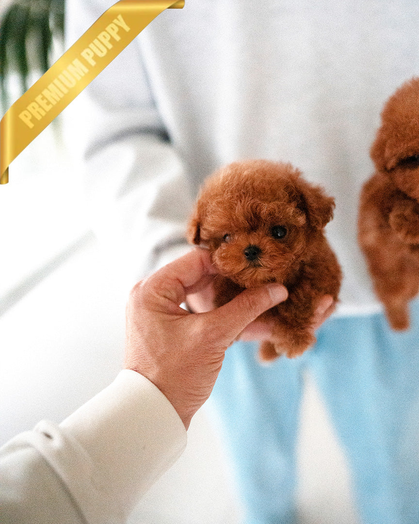 JACK & SIMBA - MALE | ROLLYPUPS OFFICIAL