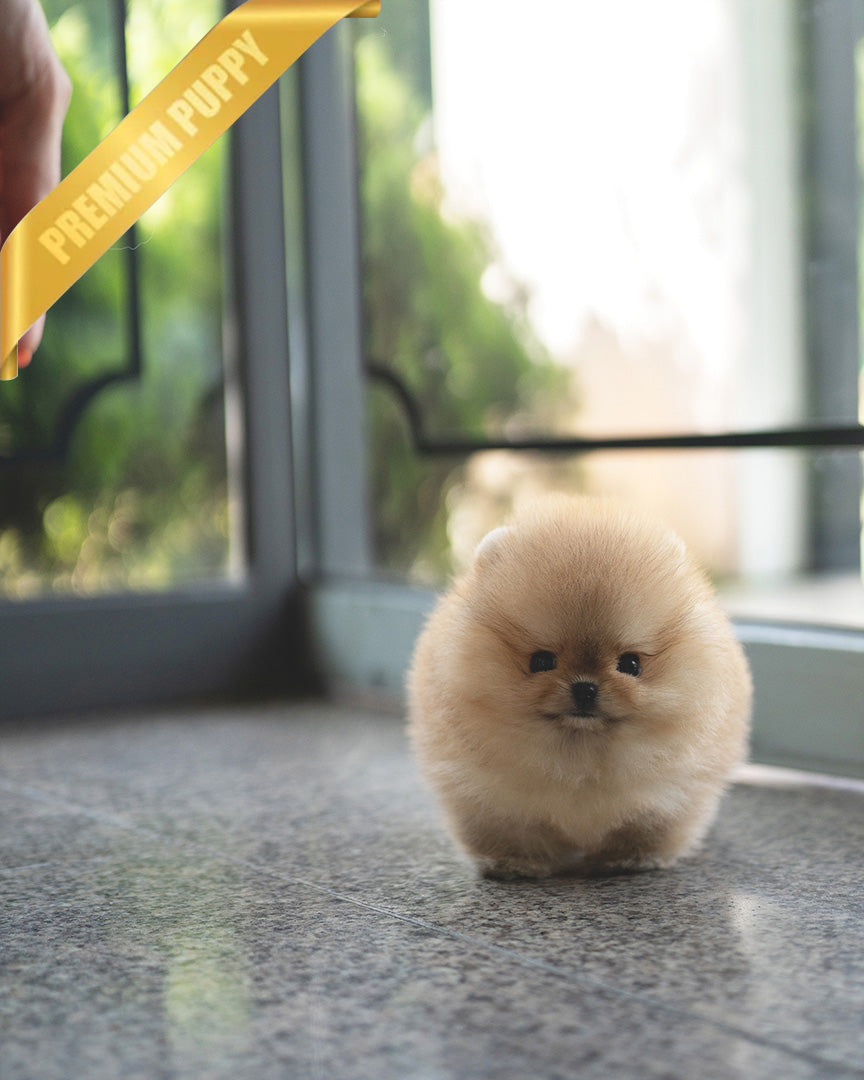 POMERANIAN ROLLYPUPS OFFICIAL
