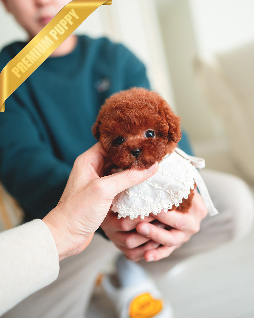 DAPHNE - FEMALE (PURCHASED by KARLA) | ROLLYPUPS OFFICIAL