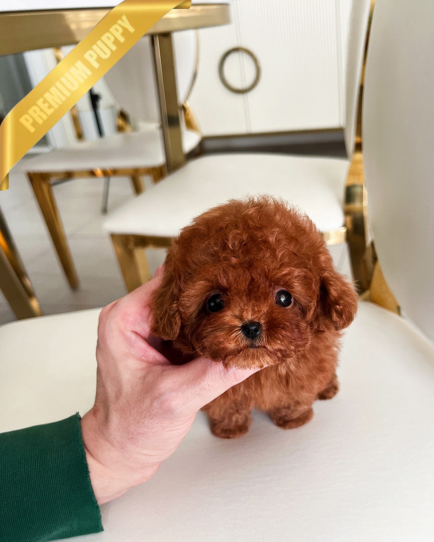 OLIVIA - FEMALE | ROLLY TEACUP PUPPIES