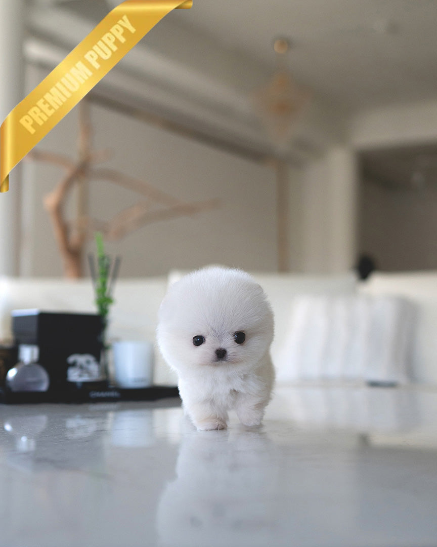 BOO - MALE (PURCHASED by MICHAEL) | ROLLY TEACUP PUPPIES